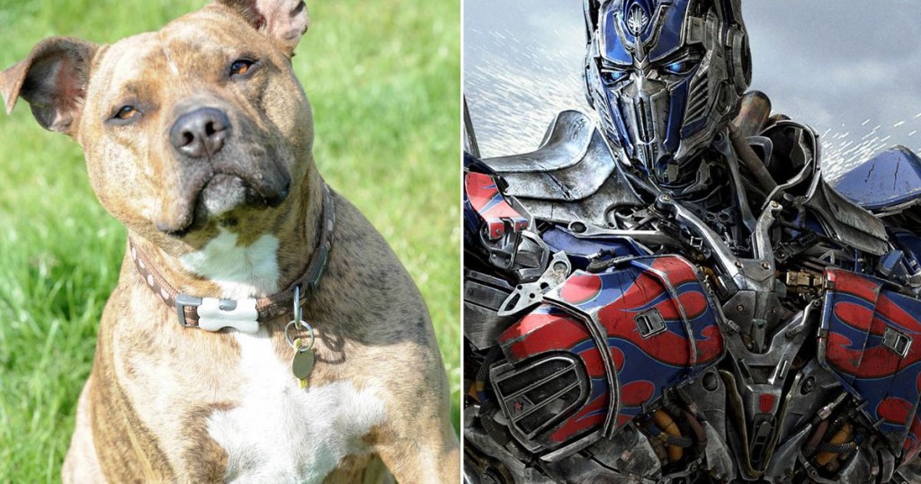 Freya: la pitbull que nadie quería adoptar y ahora será una estrella en ...