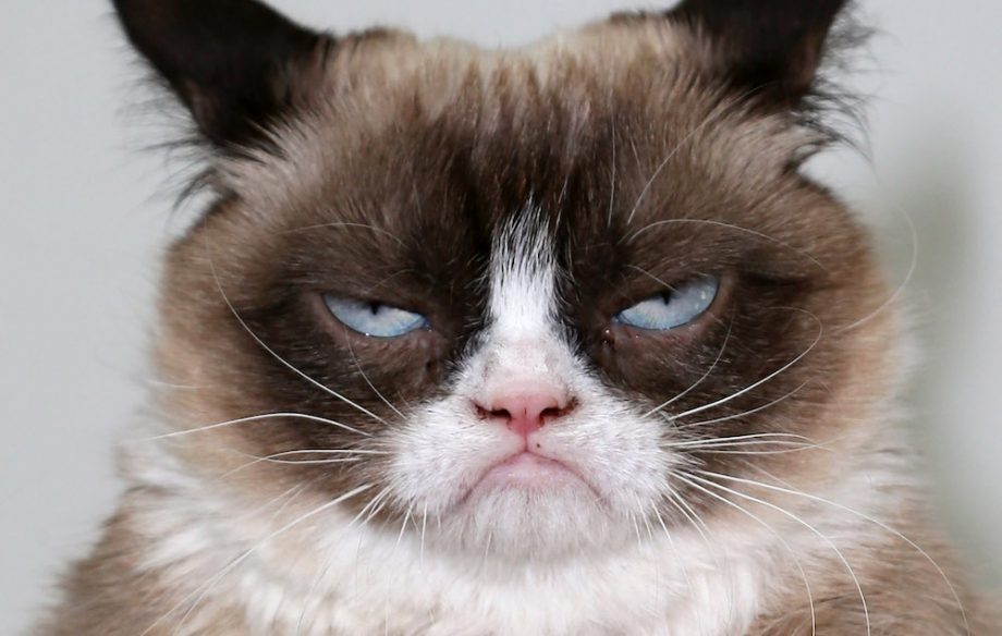 Murió el legendario "Grumpy Cat", el gato más famoso de internet ...