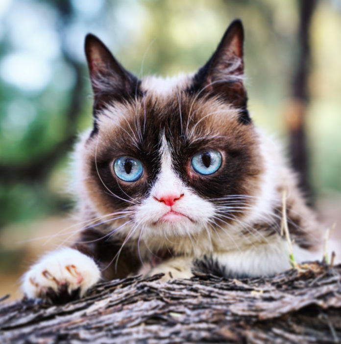 Murió el legendario "Grumpy Cat", el gato más famoso de internet ...